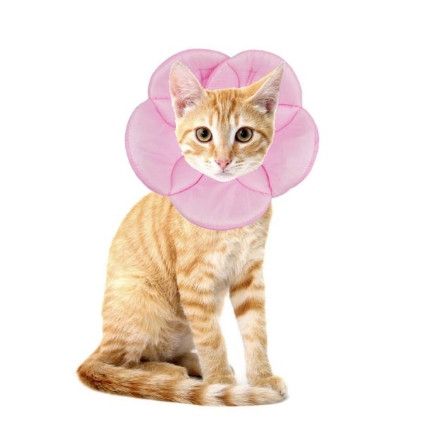 Best Cat Cone Reviews & Buying Guide (Feb. 2026) • Outlinist