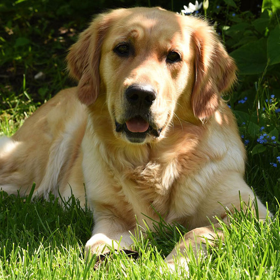 11 Golden Retriever Temperament & Personality Traits • Outlinist
